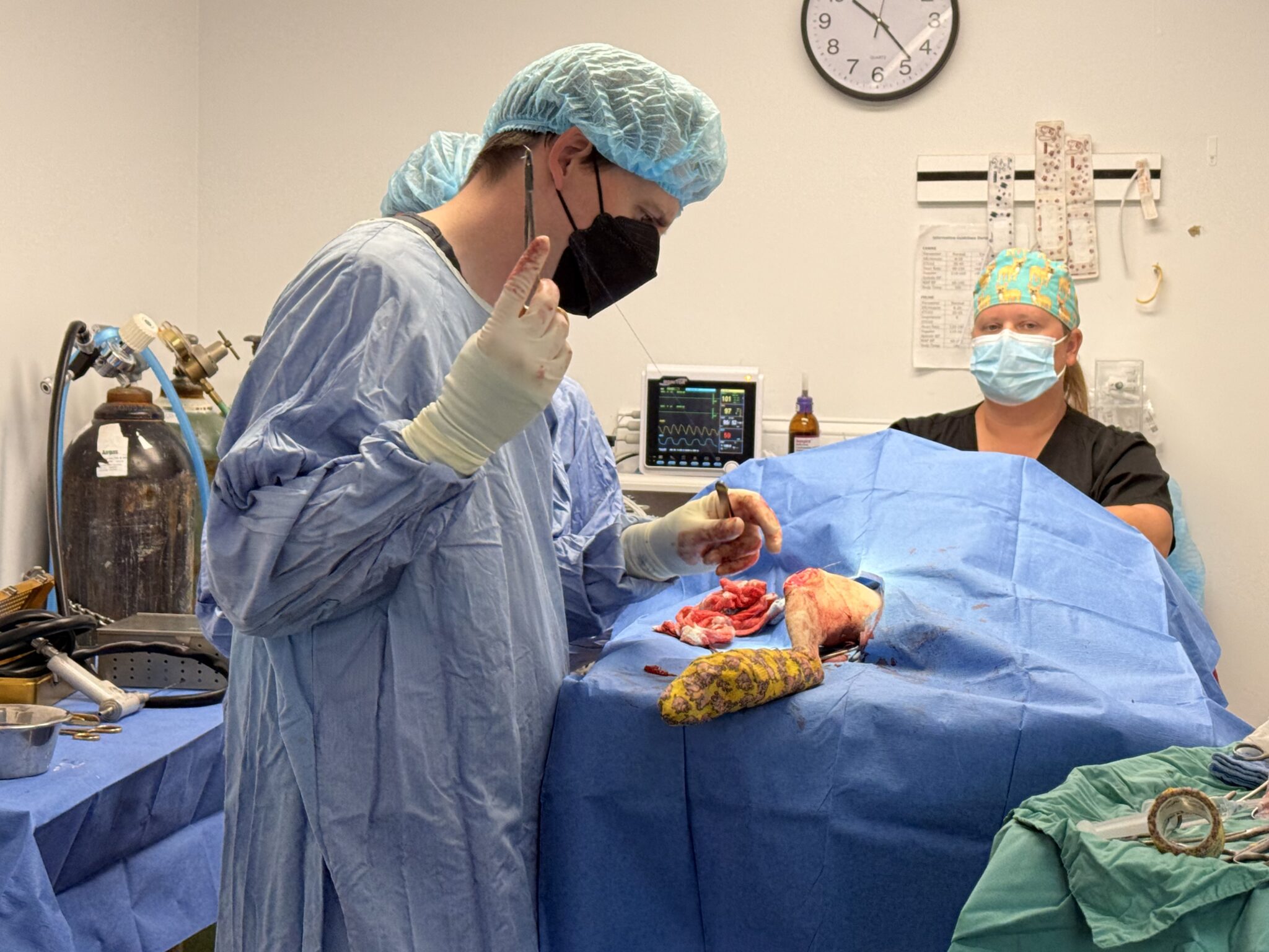 Extracapsular Repair for Dogs - Plaza Animal Hospital